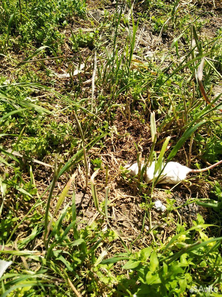 Мышки домашние