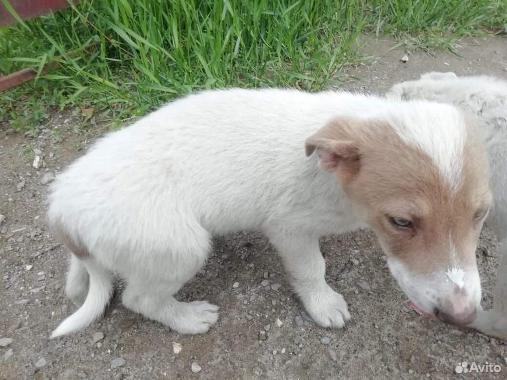 Коротколапый щенок в добрые руки