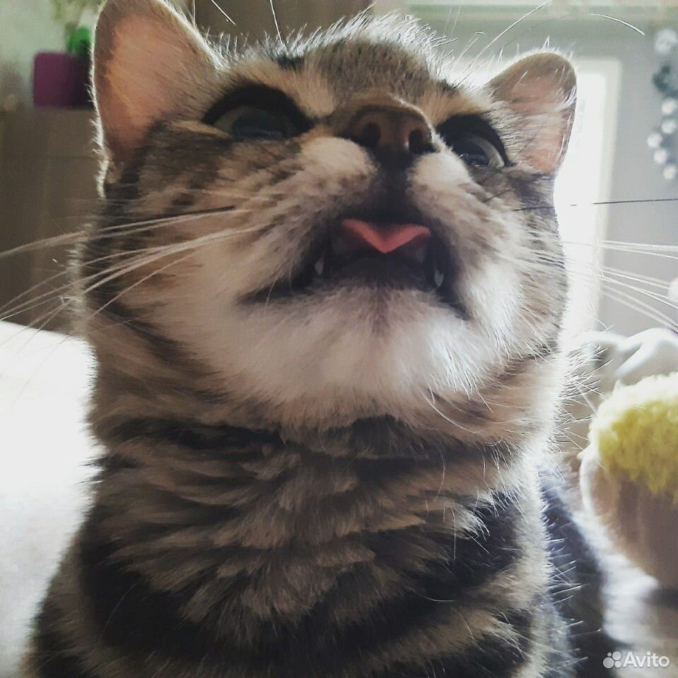 Кошка Маруська в добрые руки