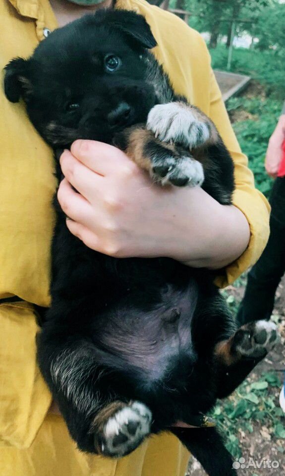 Собака