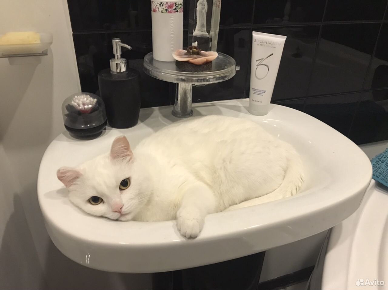 Кошка белоснежная в добрые руки