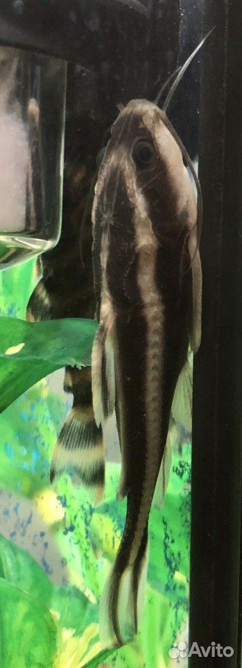 Платидорас, боция шахматная, боция мраморная