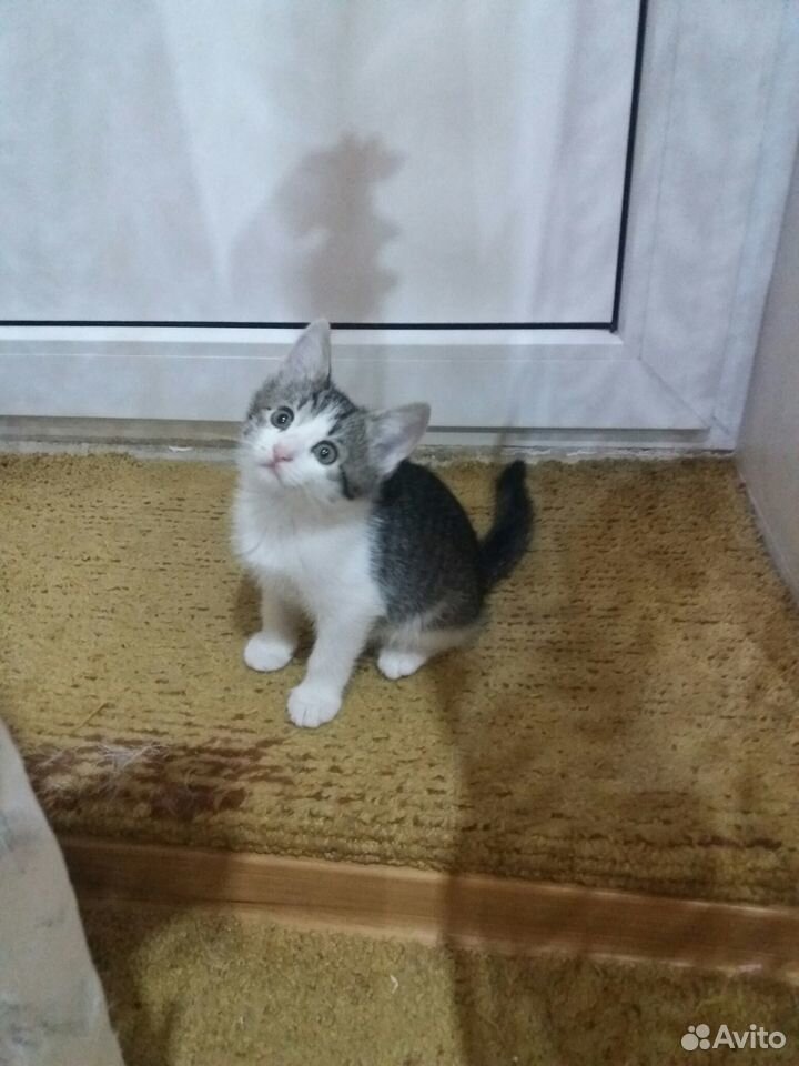 Котёнок в добрые руки