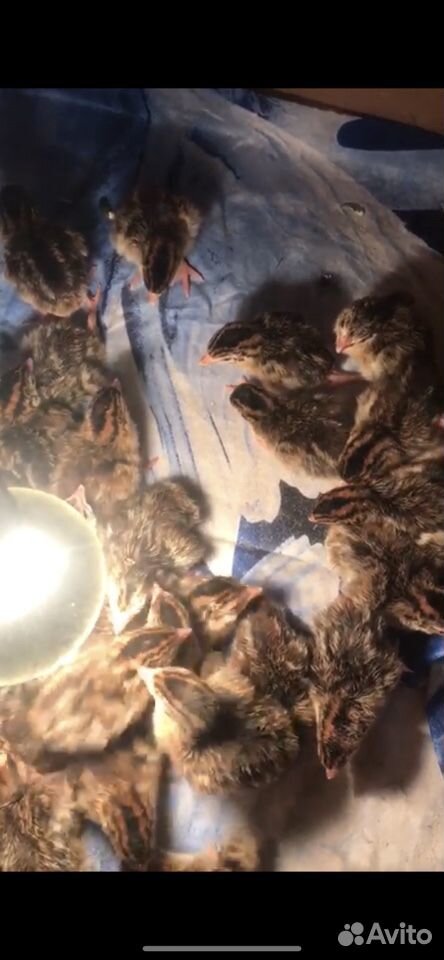 Суточные бройлерные цесарята крапчатые