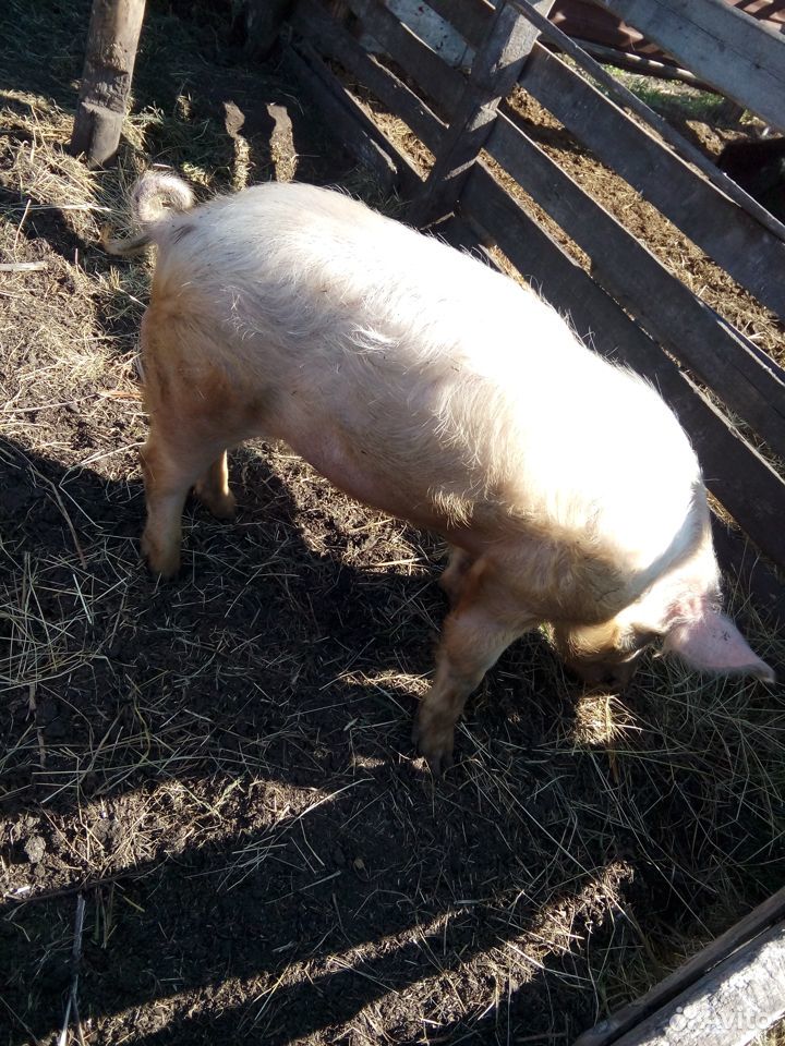 Хряк рабочий