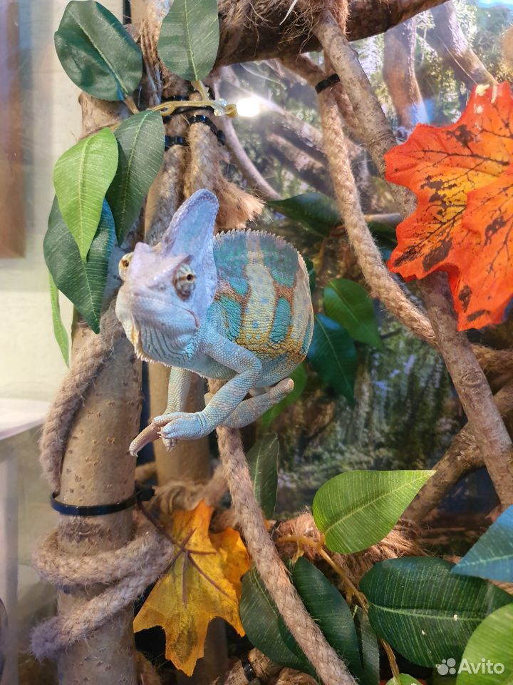 Йеменский хамелеон - 3,5 мес