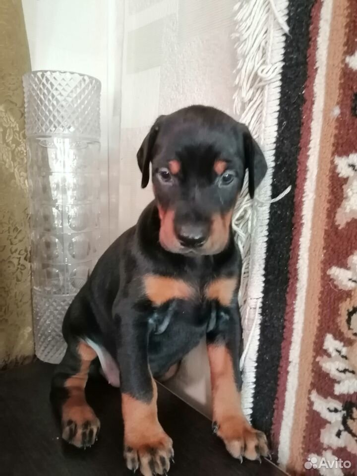 Щенки добермана