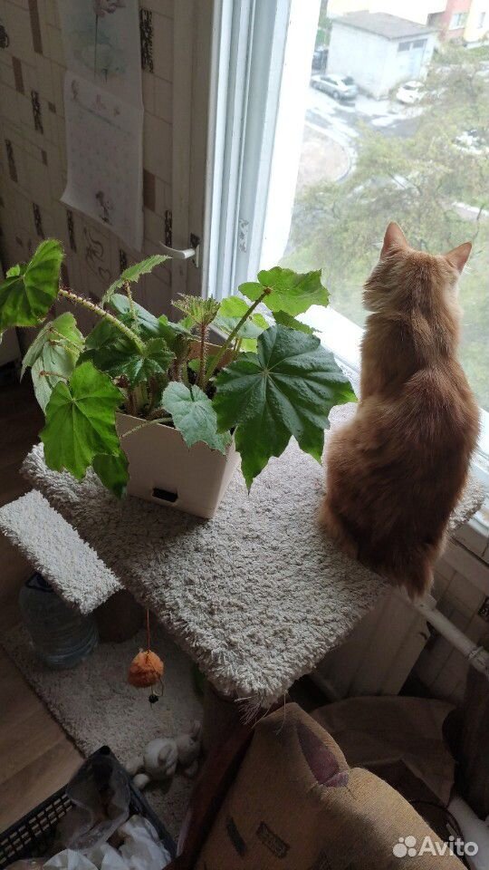 Ищу кота для вязки