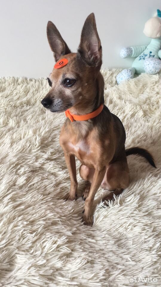 Той-Терьер девочка. Пропала