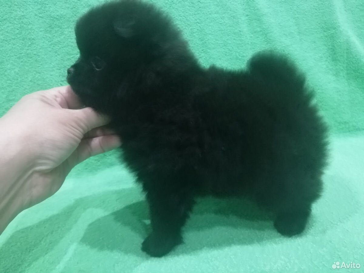 Шпиц девочка 1.5мес