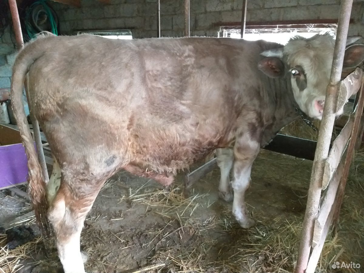 Быки и телка