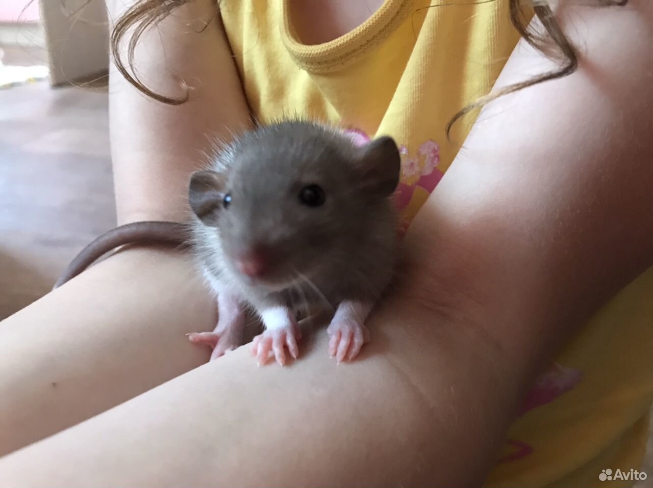 Крыска Дамбо