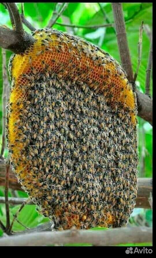 Сниму поймаю рой пчёл