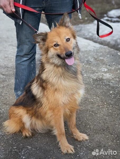 Собака стерилизованная