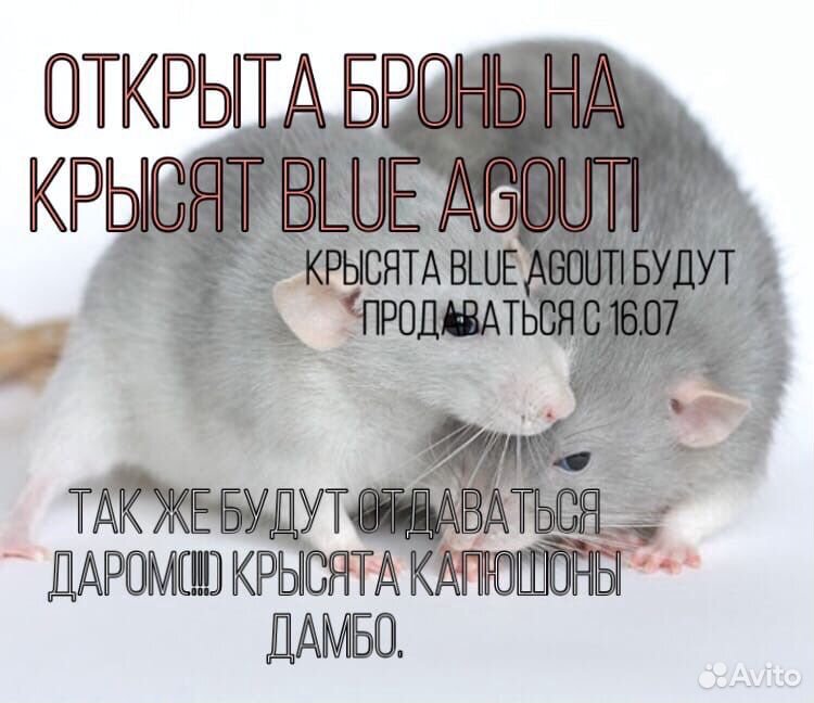 Крысята бронь