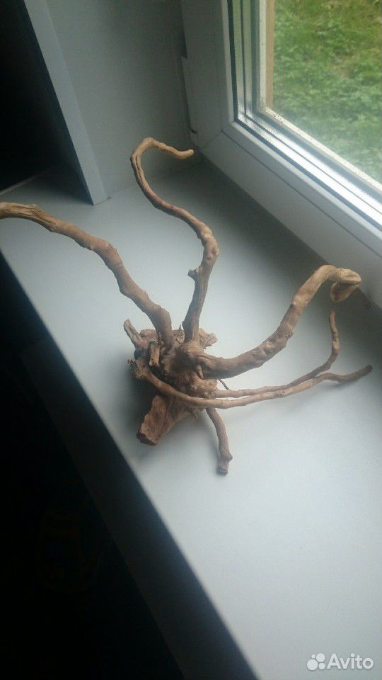 Коряга натуральная