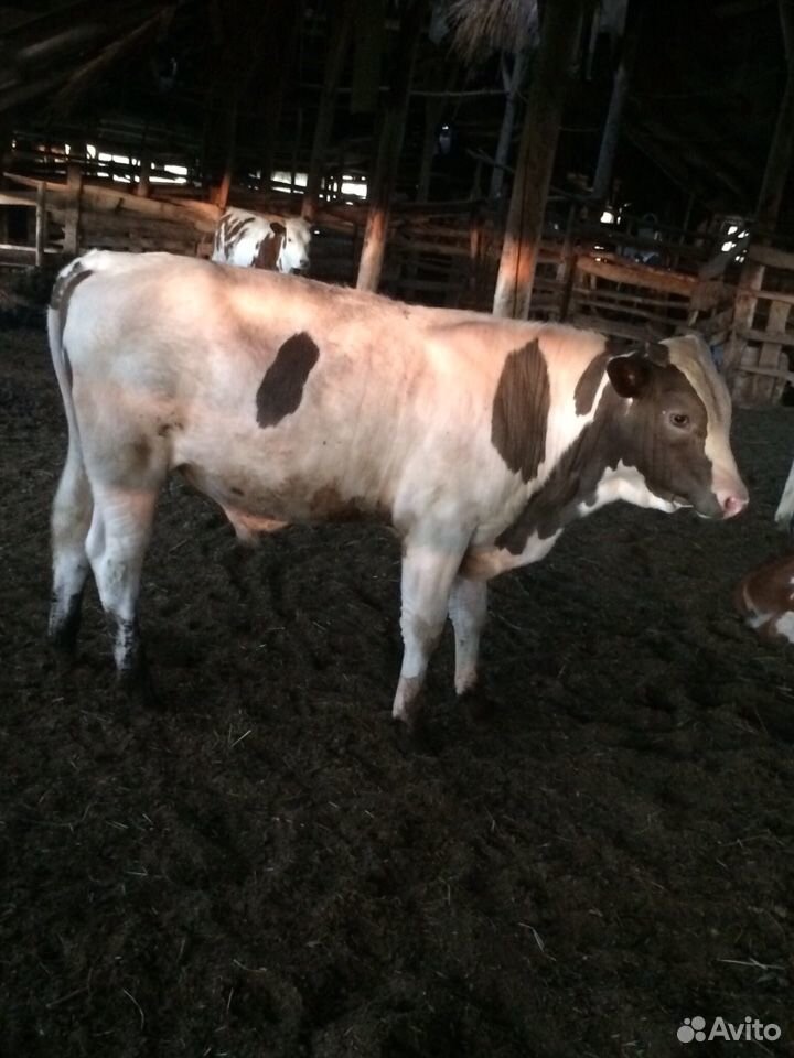 Бычки, телки