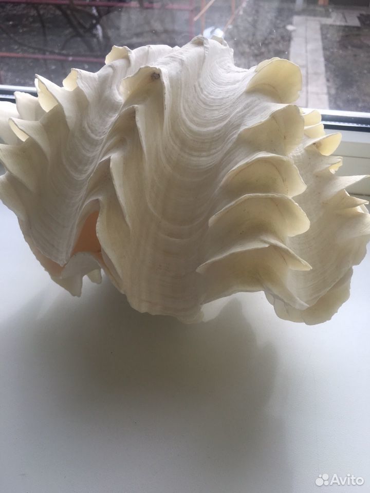 Морская ракушка