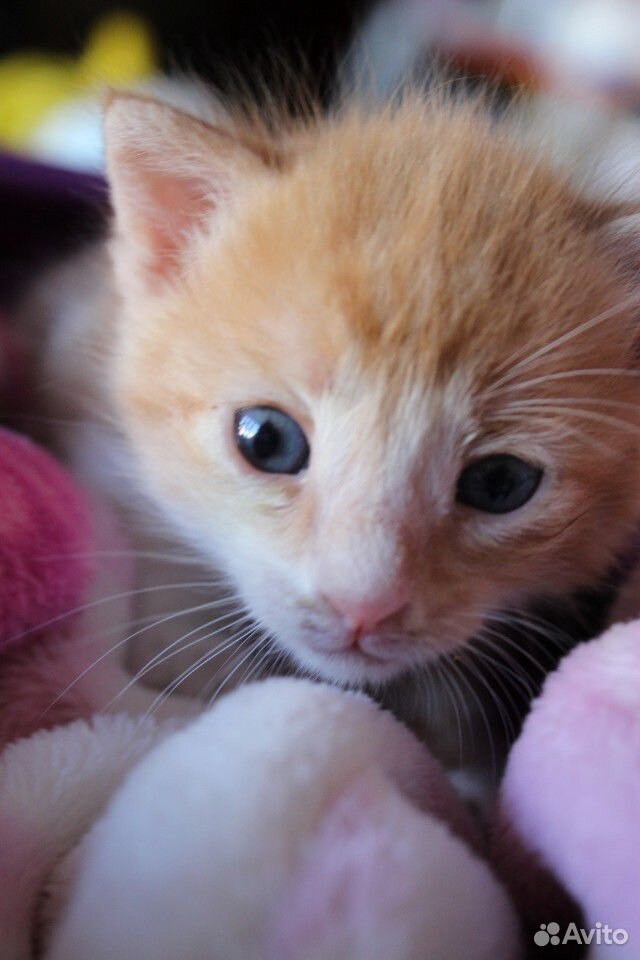 Малыш Николя ищет дом