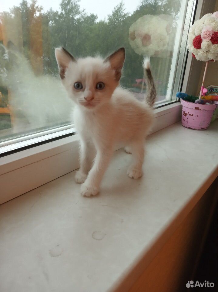 Котёнок в добрые руки