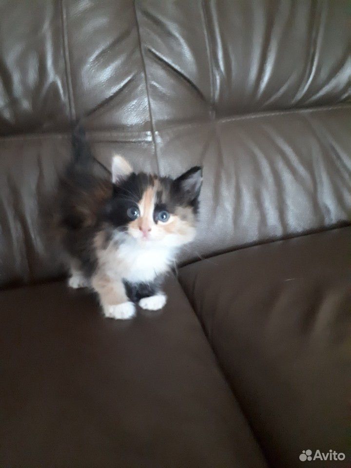 Котик Баник и кошечка Чуча