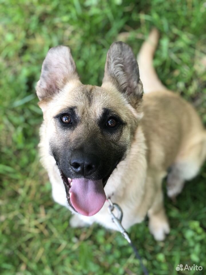 Щенок 9 мес, в добрые руки