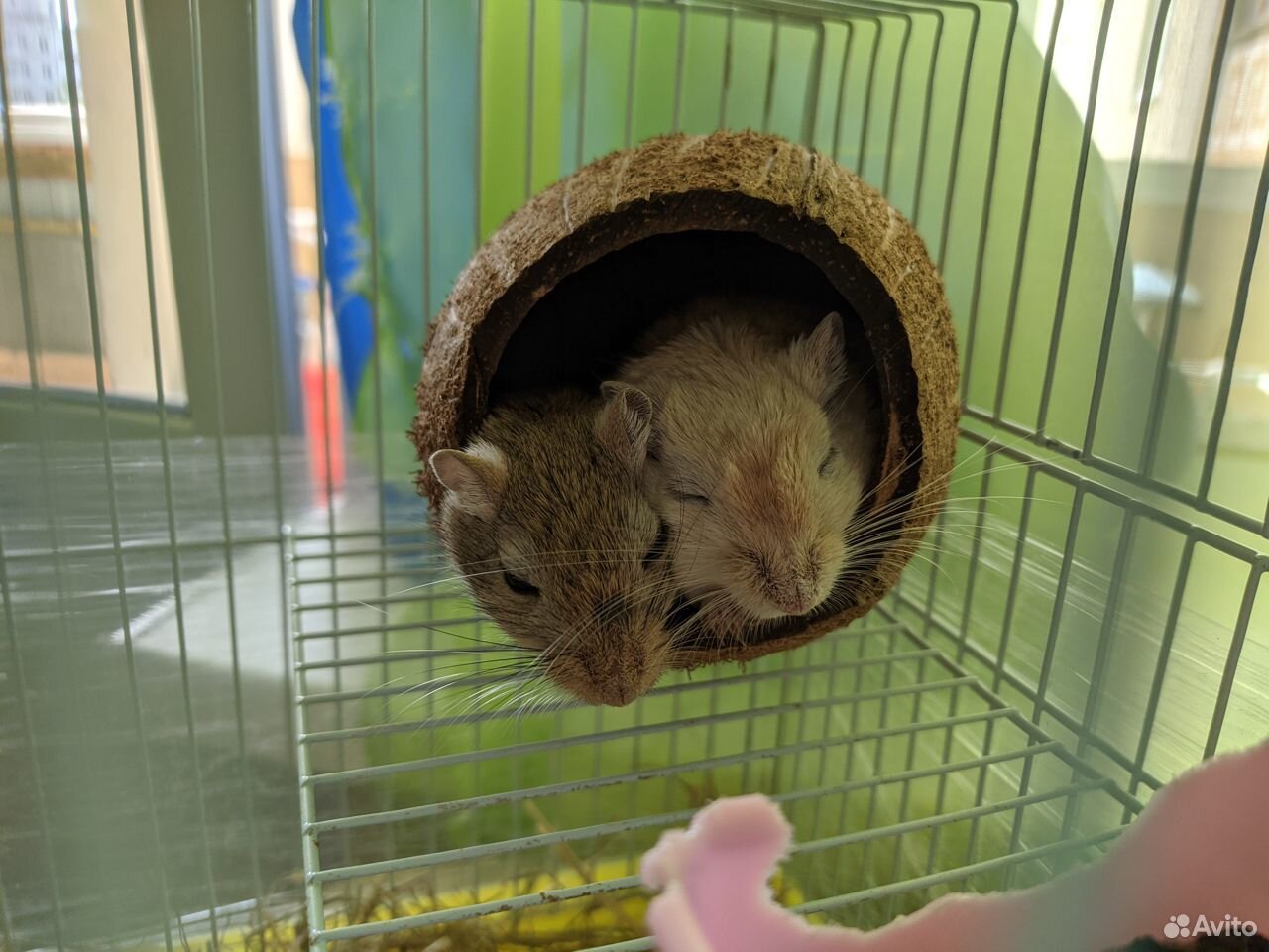 Песчанки