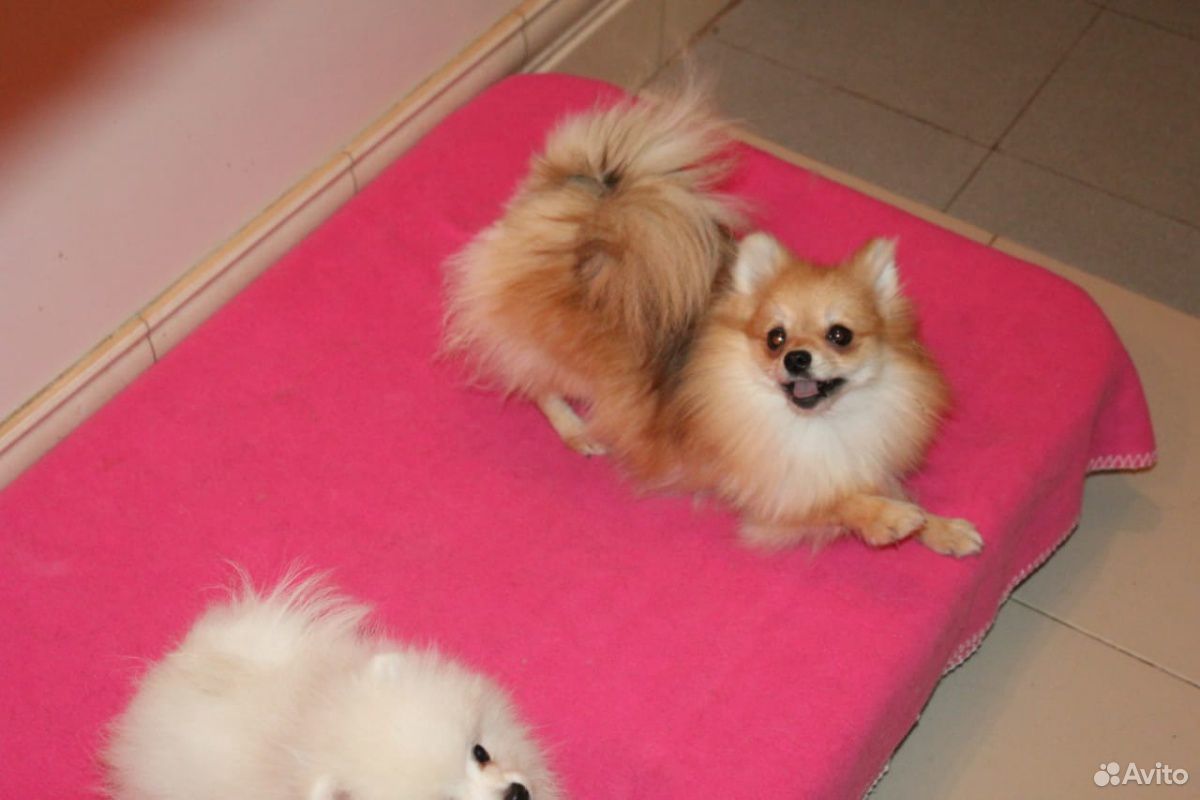 Шпиц девочка красавица, спортсменка