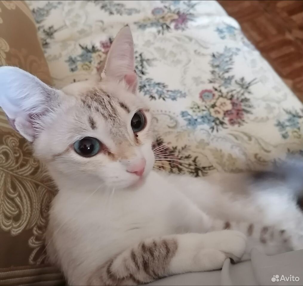 Бусечка нуждается в новых хозяивах