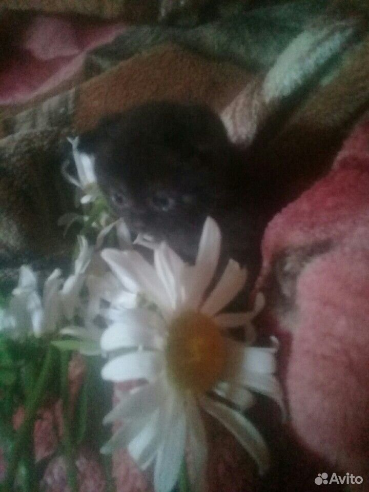 Пушистые милахи