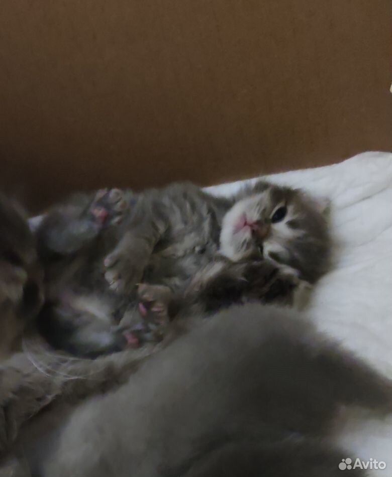 Котята пусички