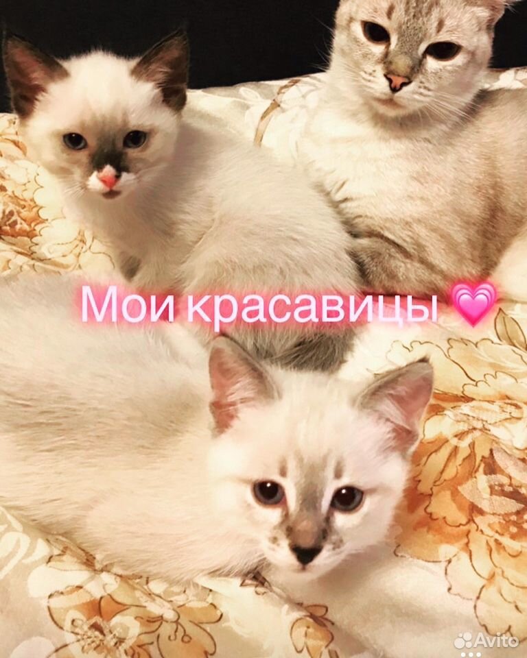 Тайская табби