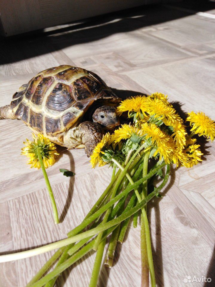 Черепаха сухопутная