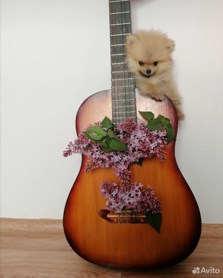 Щеночек шпица