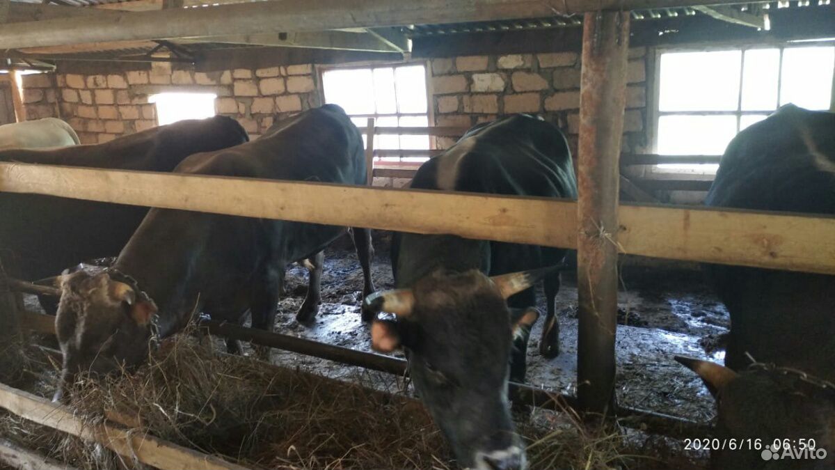 Продажа бычков