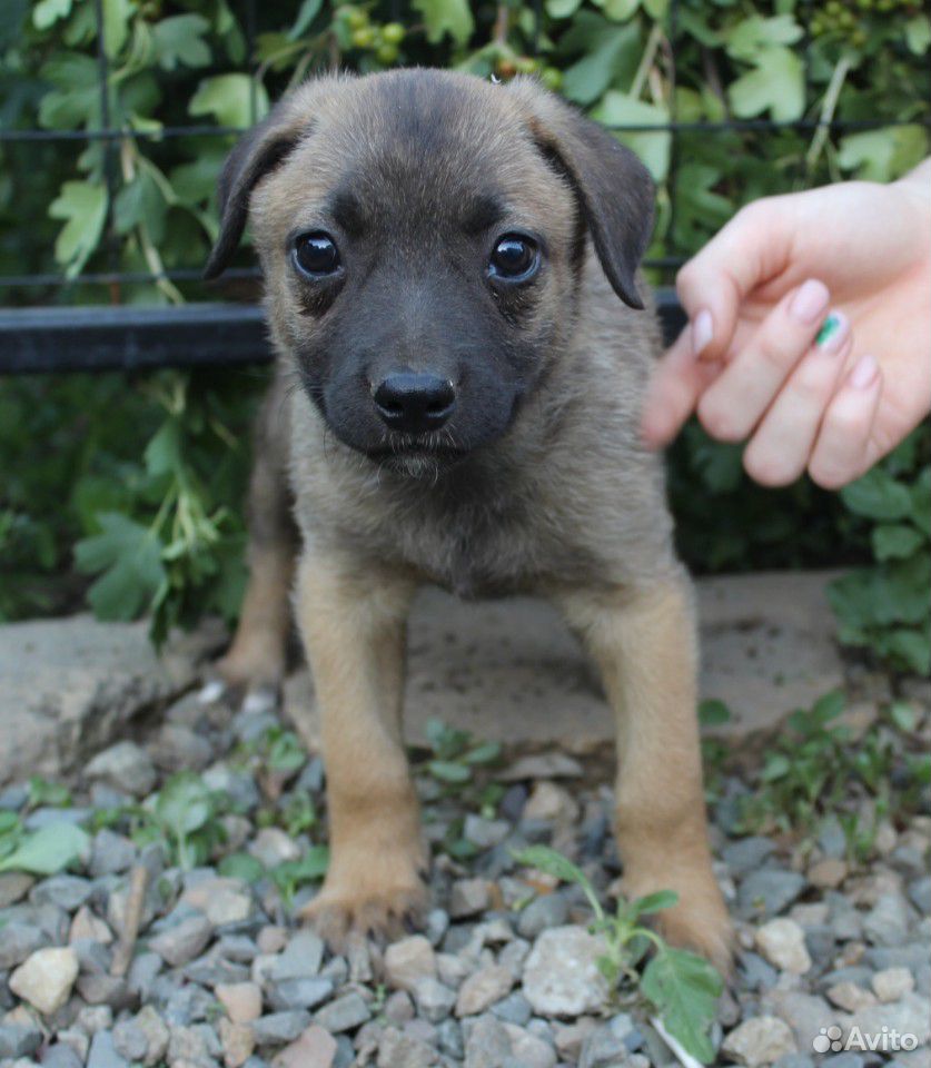 Чарлик в добрые руки