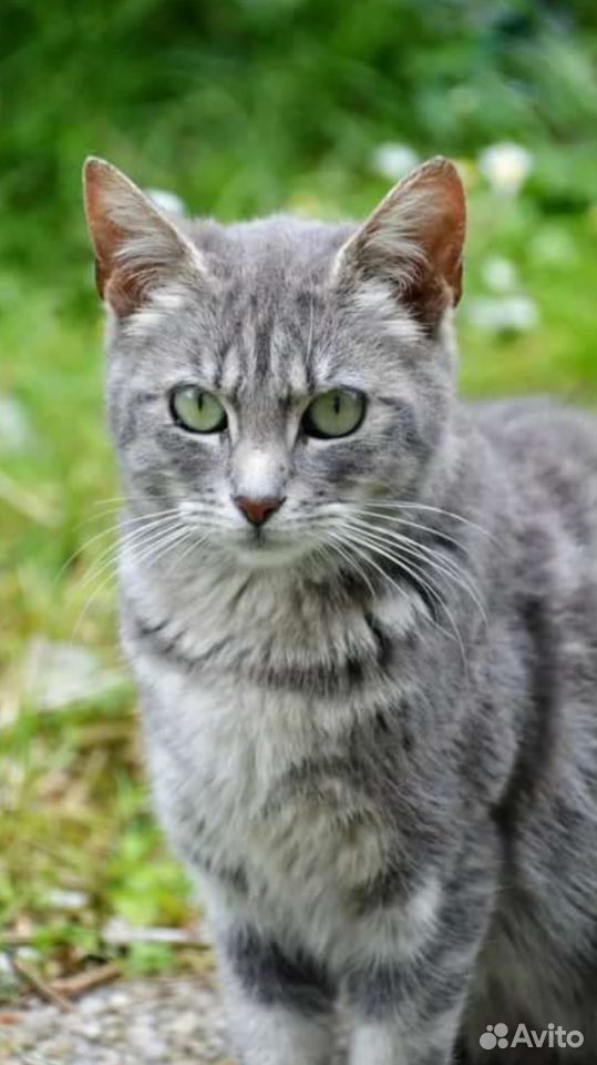 Кошка Алиса возраст около 7 мес стерилизована