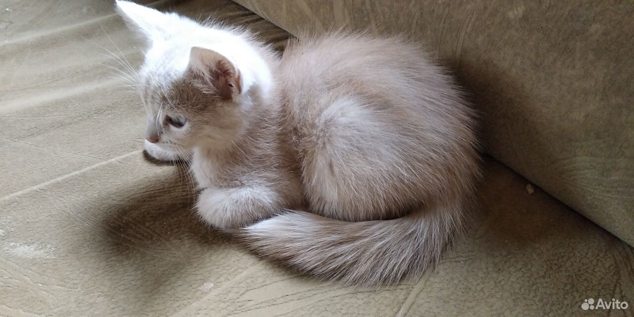 Полубританец, окрас крем-брюлле, 2,5 мес