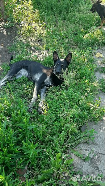 Собака стерилизованная