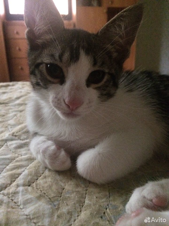 Котята