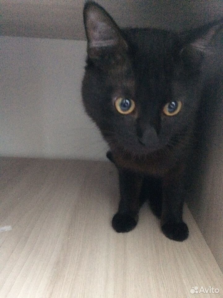 Котик