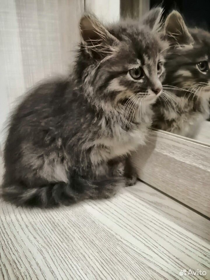 Котёнок