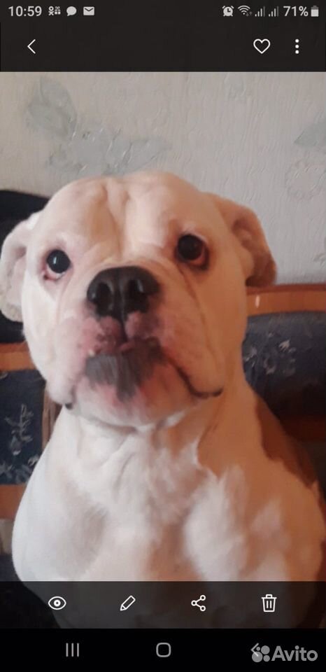 Американский бульдог