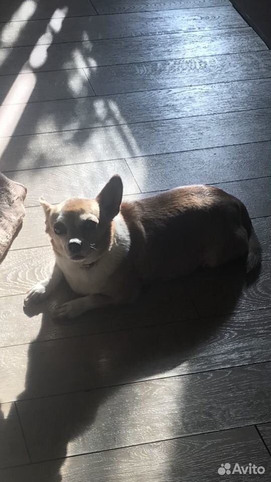 Отдам в добрые ручки чихуахуашку очаровашку