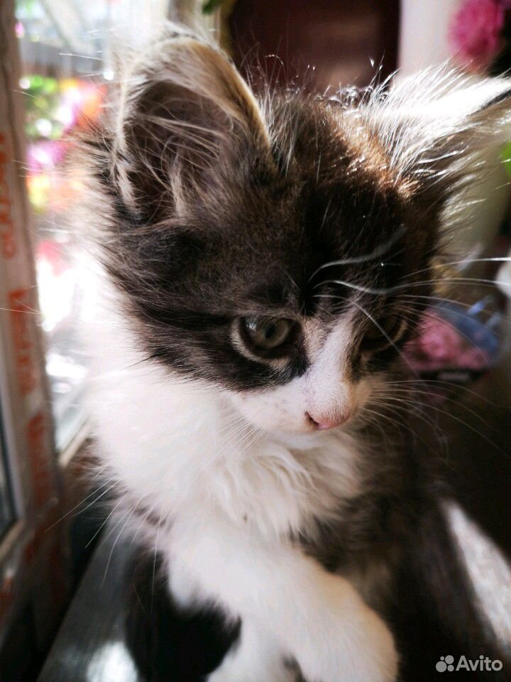 Котята, отдам в добрые руки