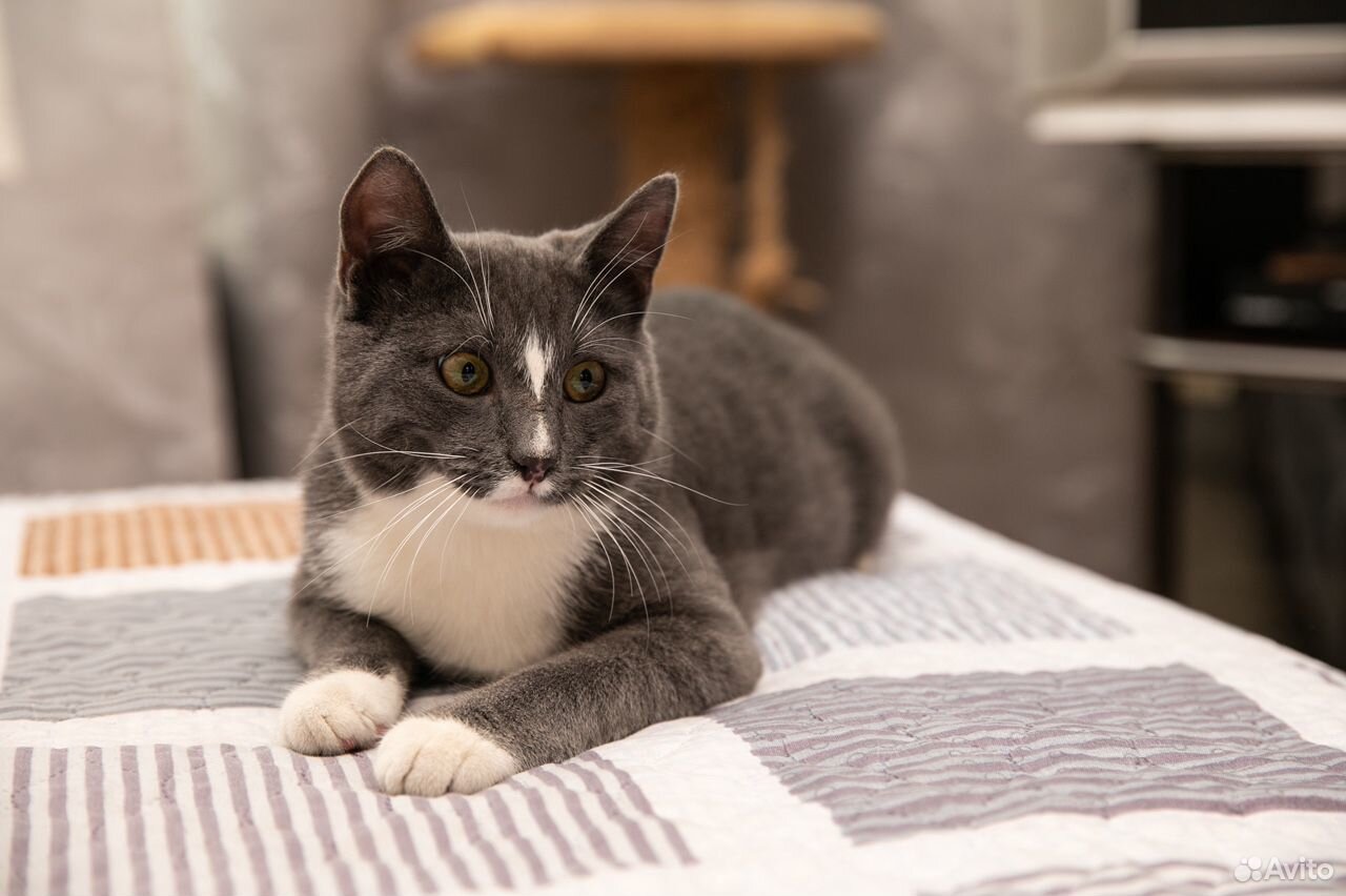 Котенок 7 месяцев в добрые руки