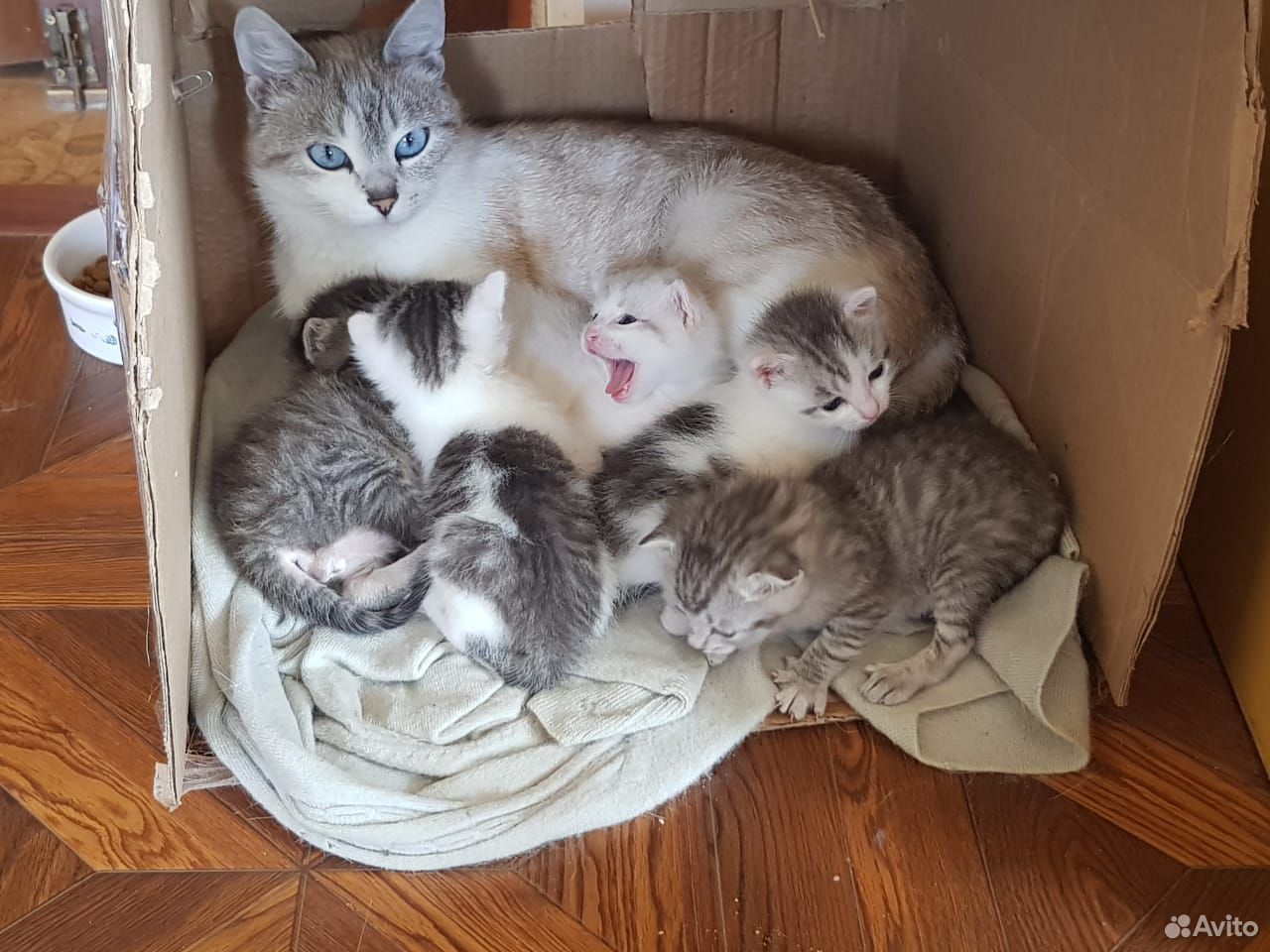 Котята