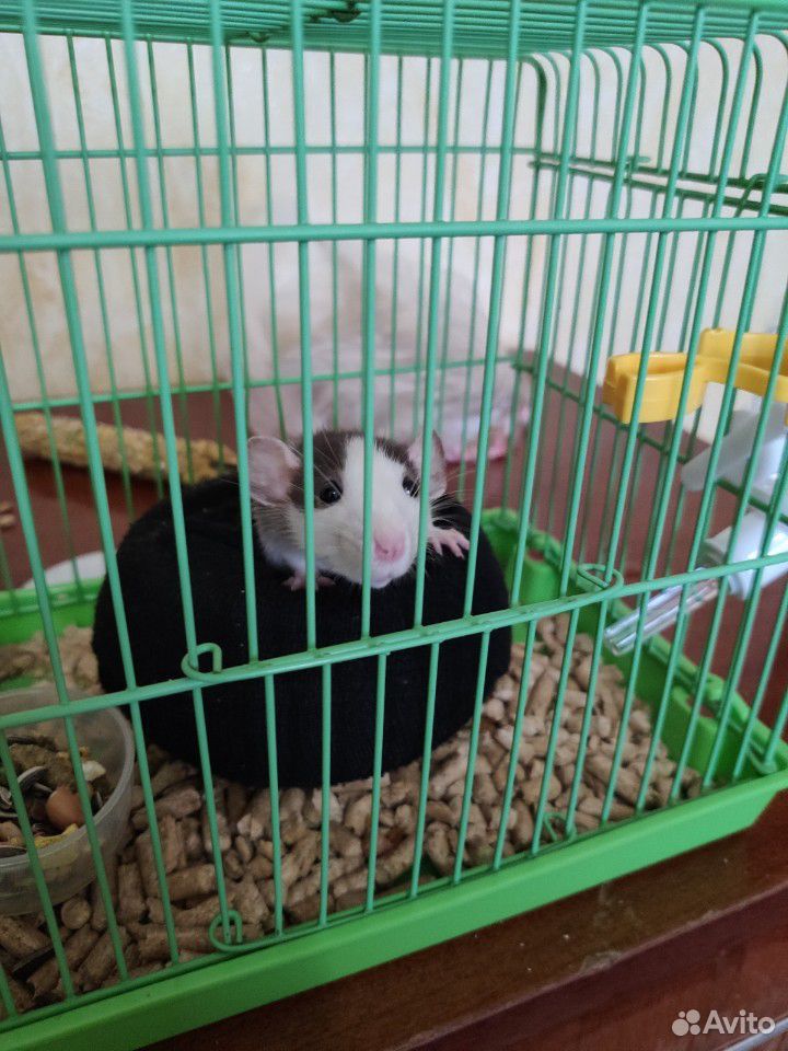 Крыса в хорошие руки