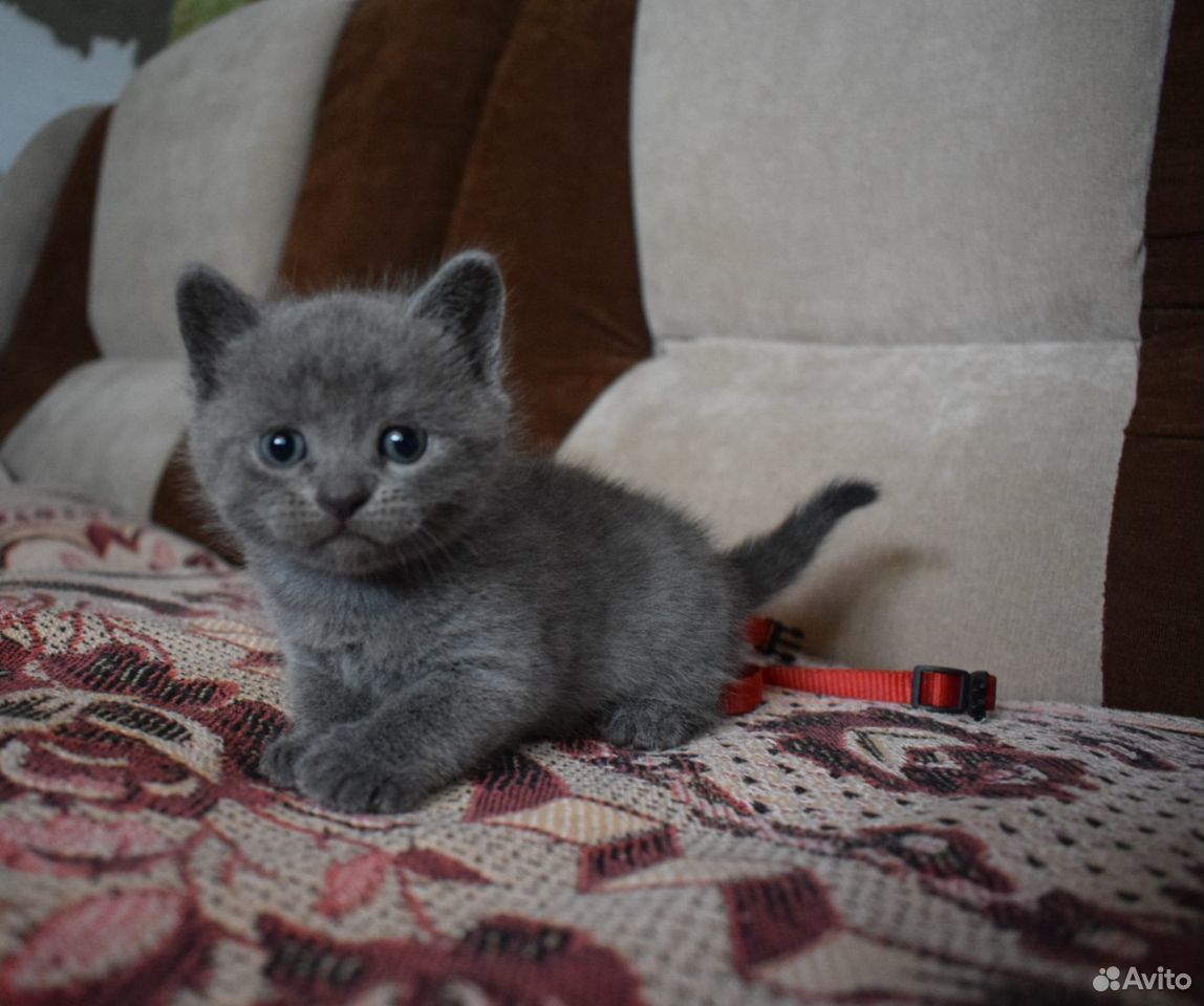 Шотландские котята