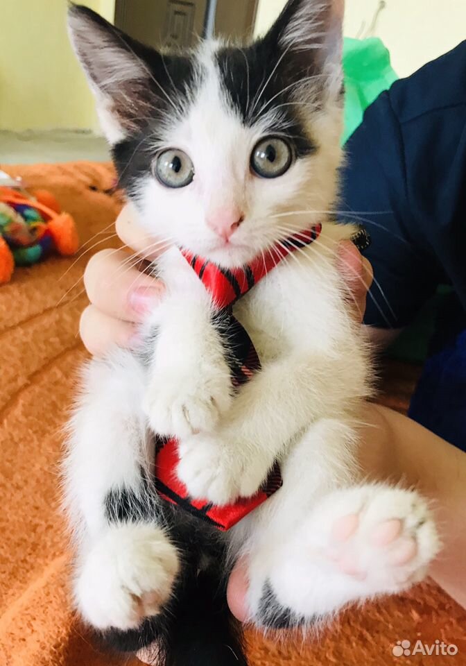 Котенок Лео ищет любящую семью